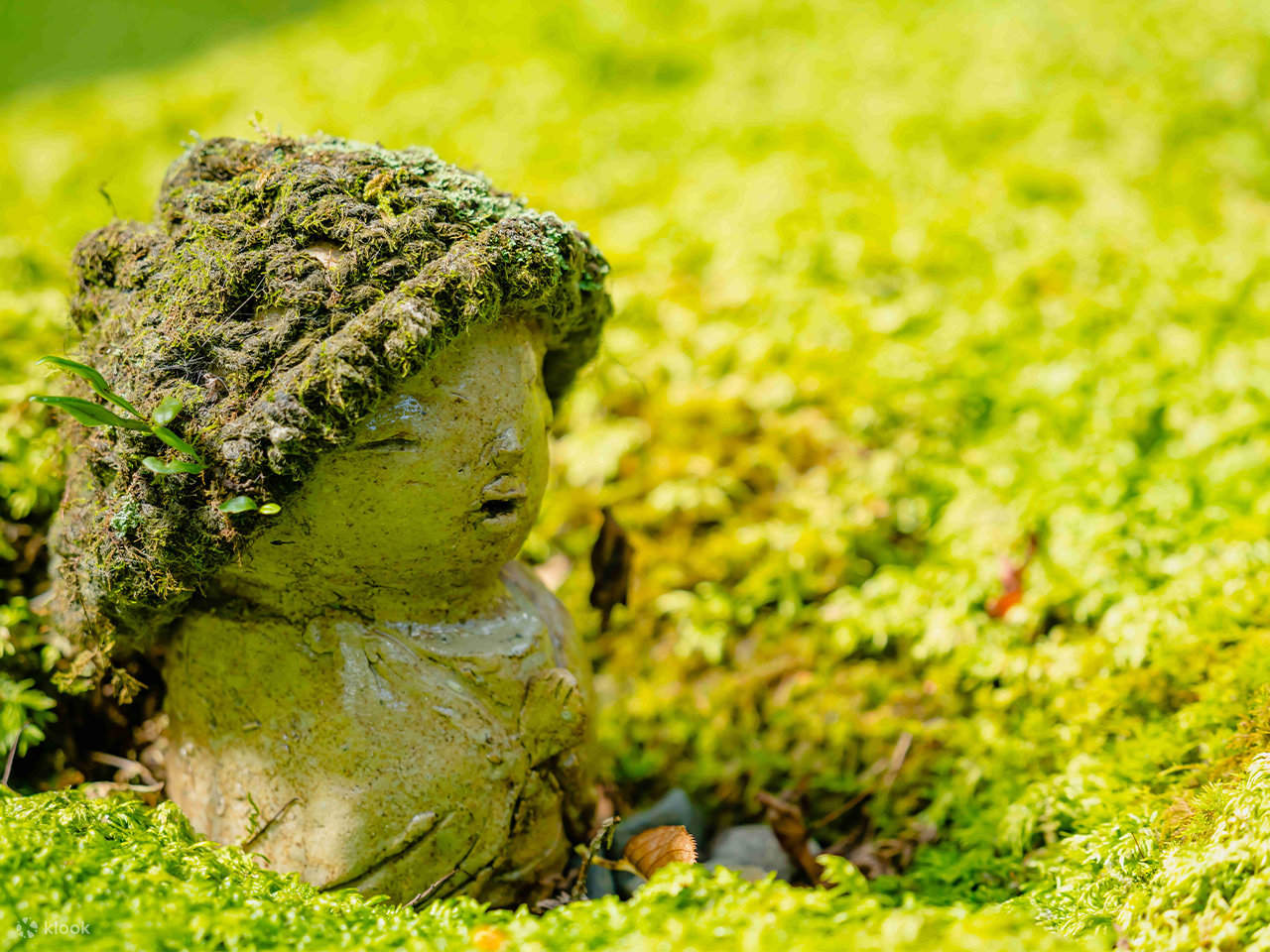 [Small Group 4-9 People] Kyoto Arashiyama & Kifune Shrine & Sanzenin ...